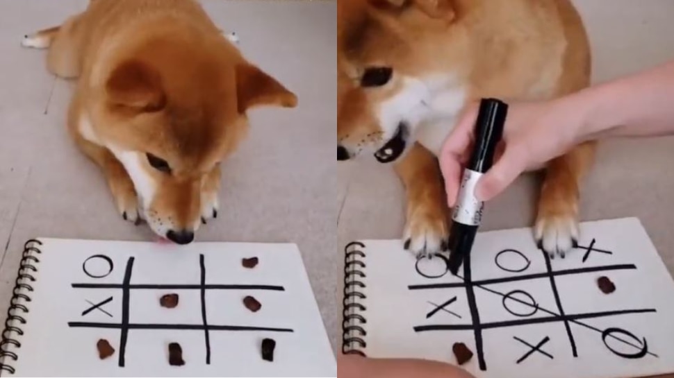 Viral video Dog Video google trending video of dog playing Tic Tac Toe ...
