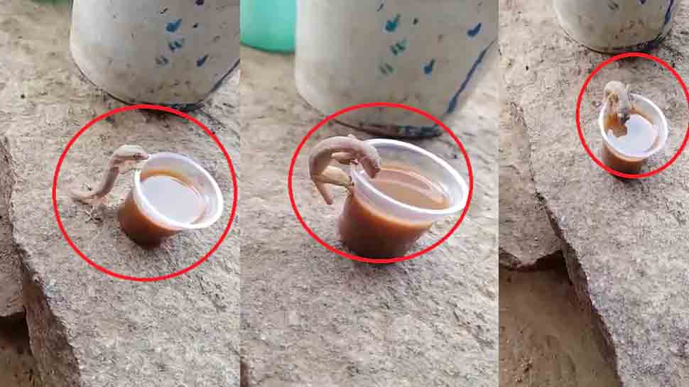 Viral Video of Lizard Drinking Tea Gets Trending Social Media | Viral ...