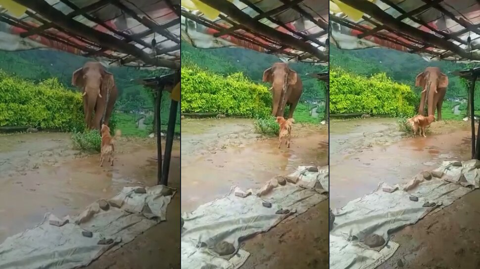 Viral Video Dog vs Elephant video google trending video dog chased wild ...