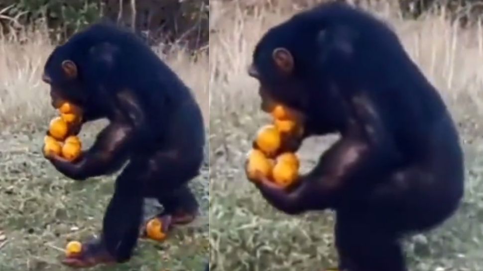 Viral Video chimpanzee carry fruits in his hands mouth and feet | Viral ...