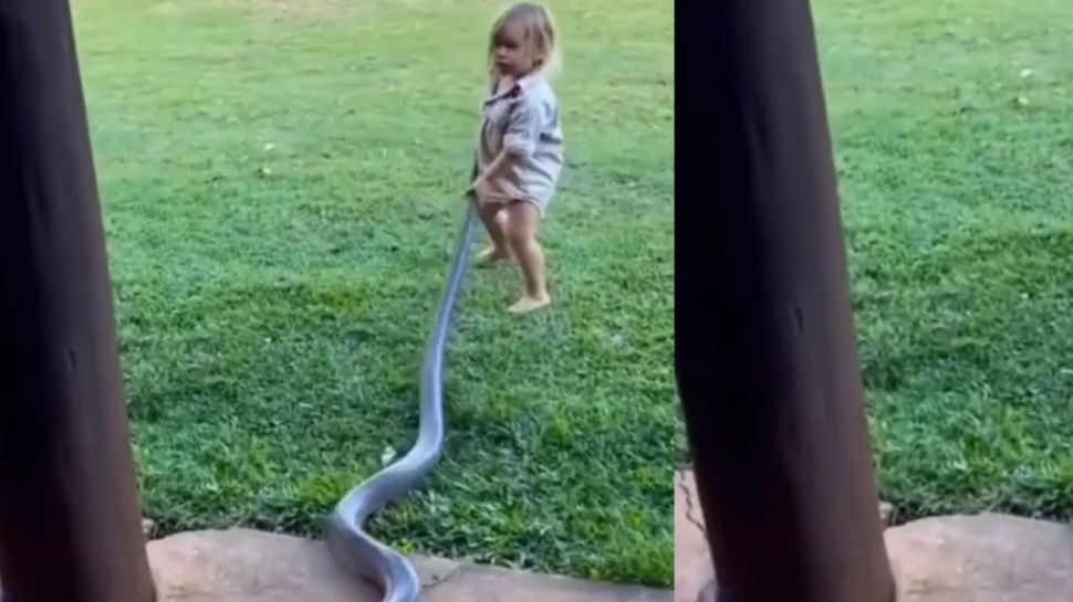 Viral video small kid catches a big snake viral video in social media ...