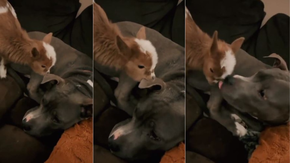 Viral Video baby goat vs dog google trending video baby goat trying to ...