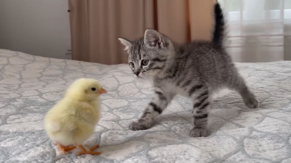 Viral Video of Baby Kitten Meets Chick for the First Time cute video ...
