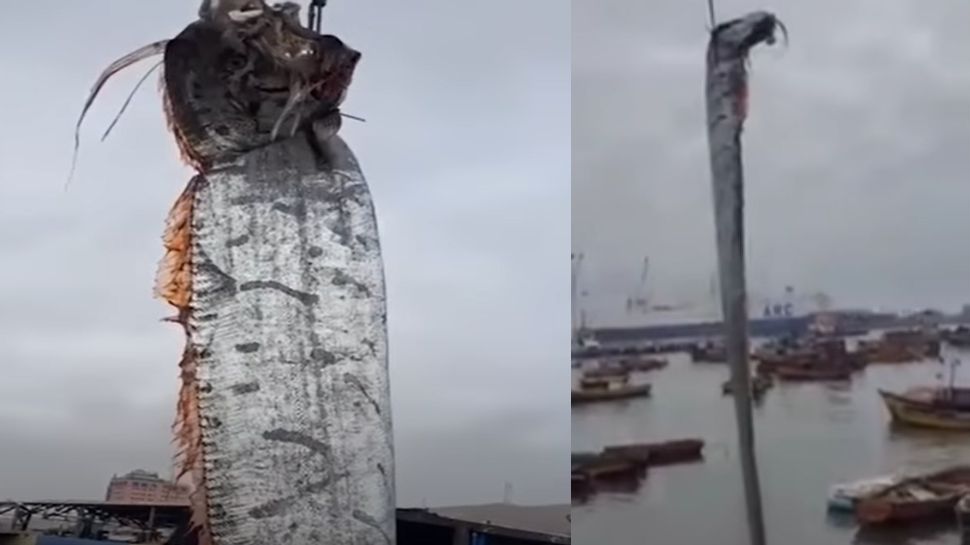 Fishermen catch 16 feet long fish internet is in shock watch Video | 16 ...