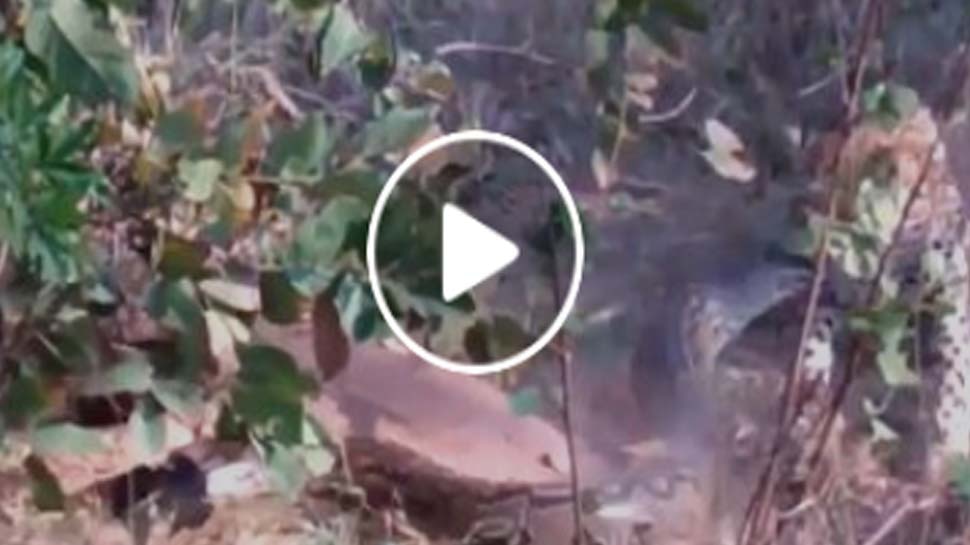 VIral Python Leopard fight video omg frightening video went viral in ...