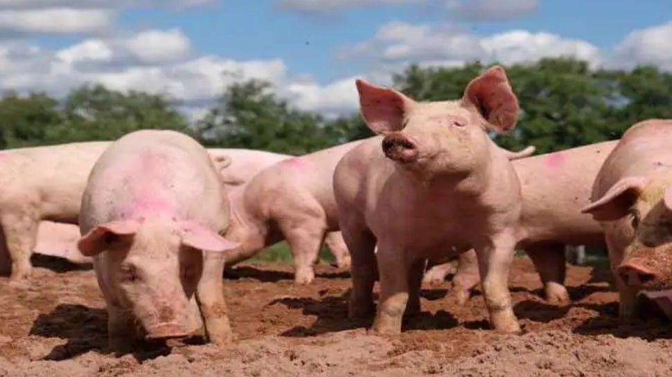 African Swine Fever Culling of pigs completed at Wayanad | African ...