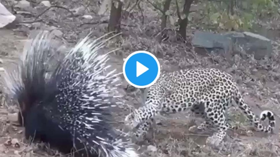 Viral Video procupine threatening leopard while trying to attack funny ...