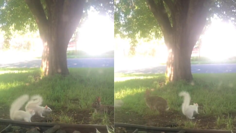 Viral Video rabbit and squirrels fight google trends today rabbit ...