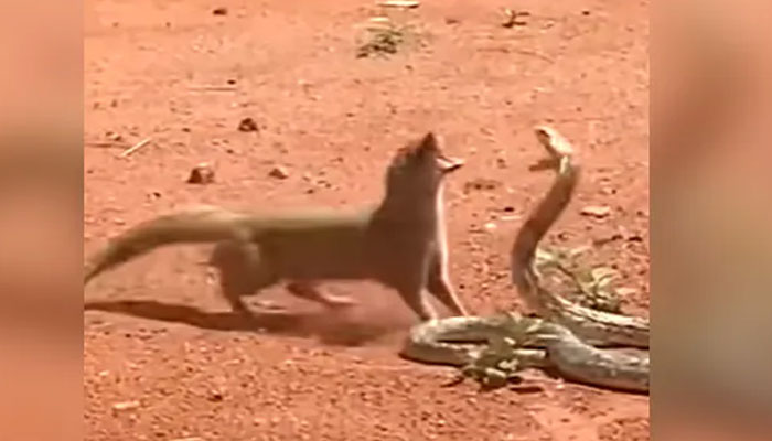 Viral video king cobra mongoose fight video google trending video king ...