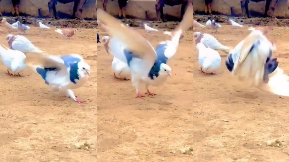 Viral Video Trending video have you ever seen a Pigeon doing backflip ...