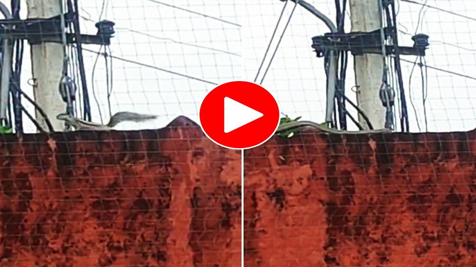 Viral video snake video snake vs squirrel fight video trending video ...