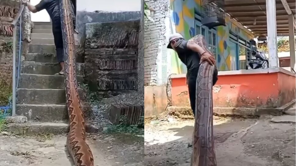 Viral Video snake video snake and man video google trending video man ...