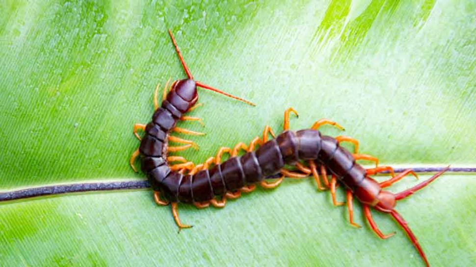 If centipede is seen in this part of the house it will surely removed ...