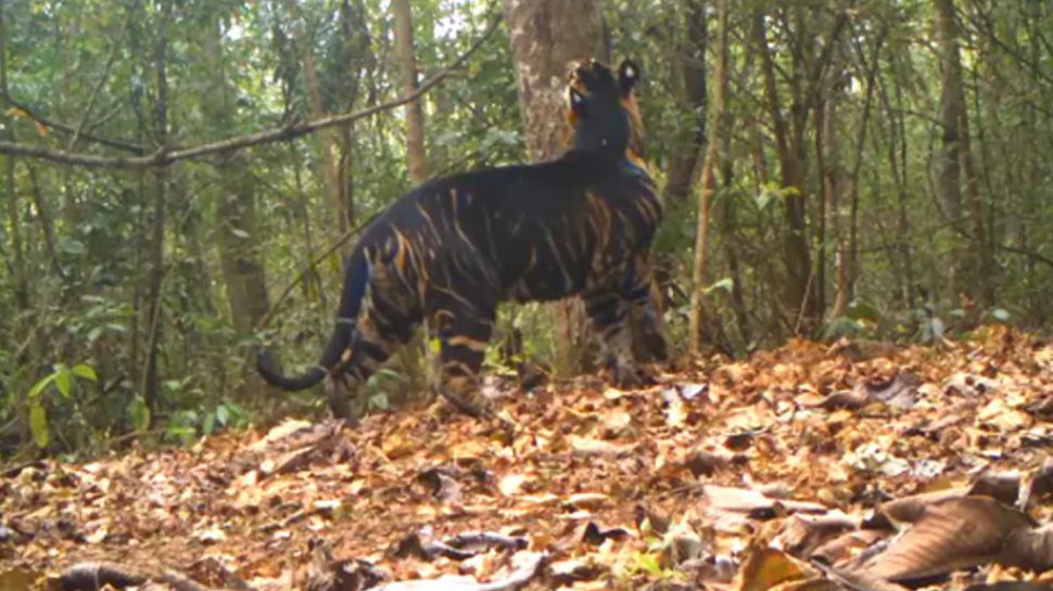 viral video black tiger spotted in similipal national park in odisha ...