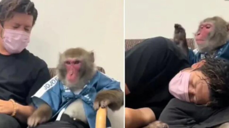 Viral Video monkey video google trending video monkey comforts crying ...