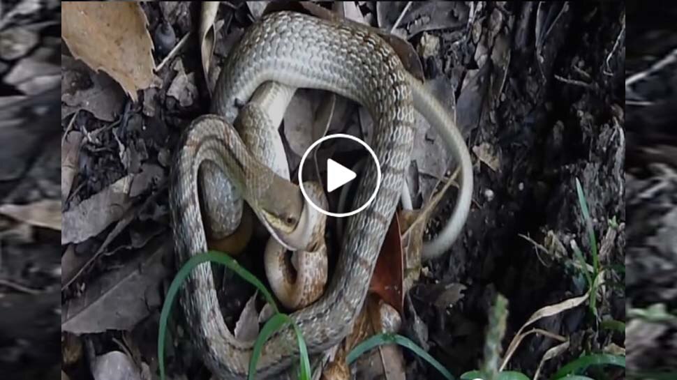 Viral Video snake eating snake trending video amuses netizens and went ...