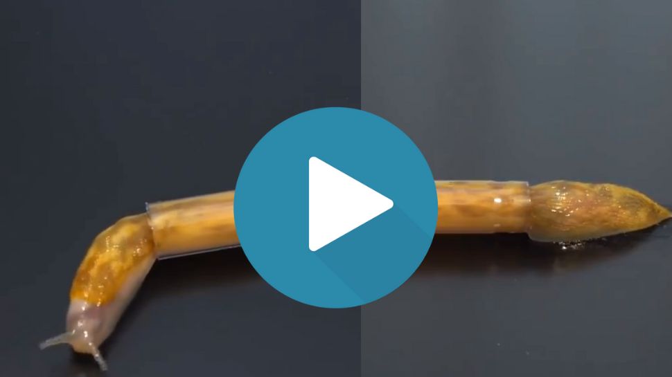 Viral Video Google Trending Funny Video Watch Snail Moving through a ...