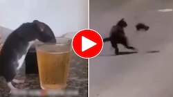 Cat Rat Fight Video News in Malayalam, Latest Cat Rat Fight Video news ...