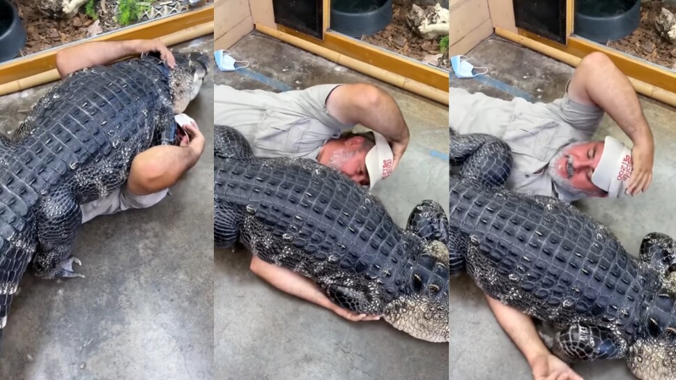 Viral Video crocodile vs man video Man wrestling with crocodile omg ...
