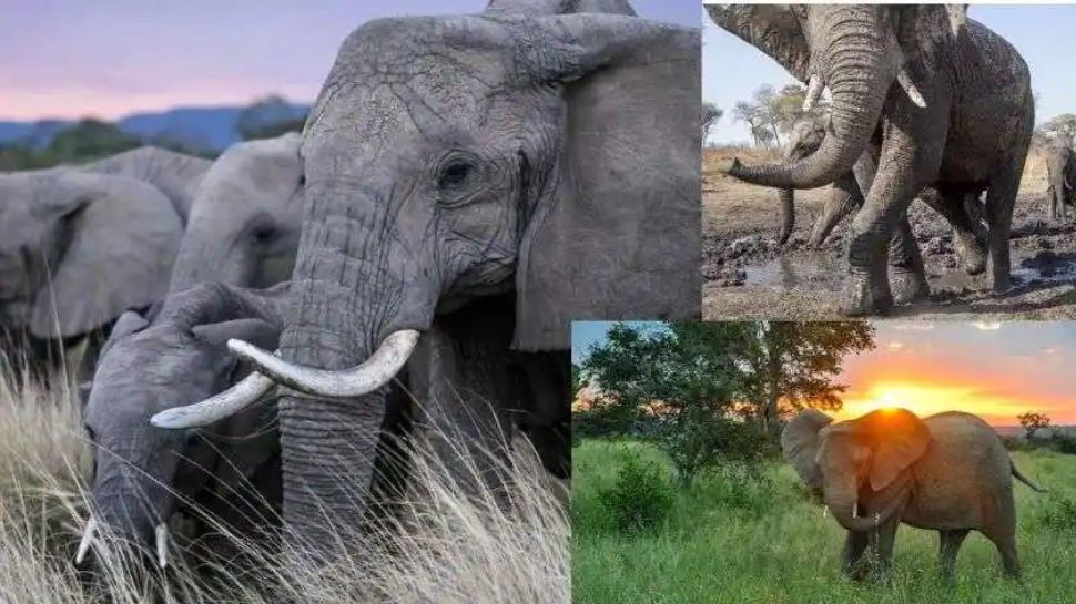 world elephant day 2022 history and importance |World Elephant Day 2022 ... world elephant day 2022 history and importance |World Elephant Day 2022 ...