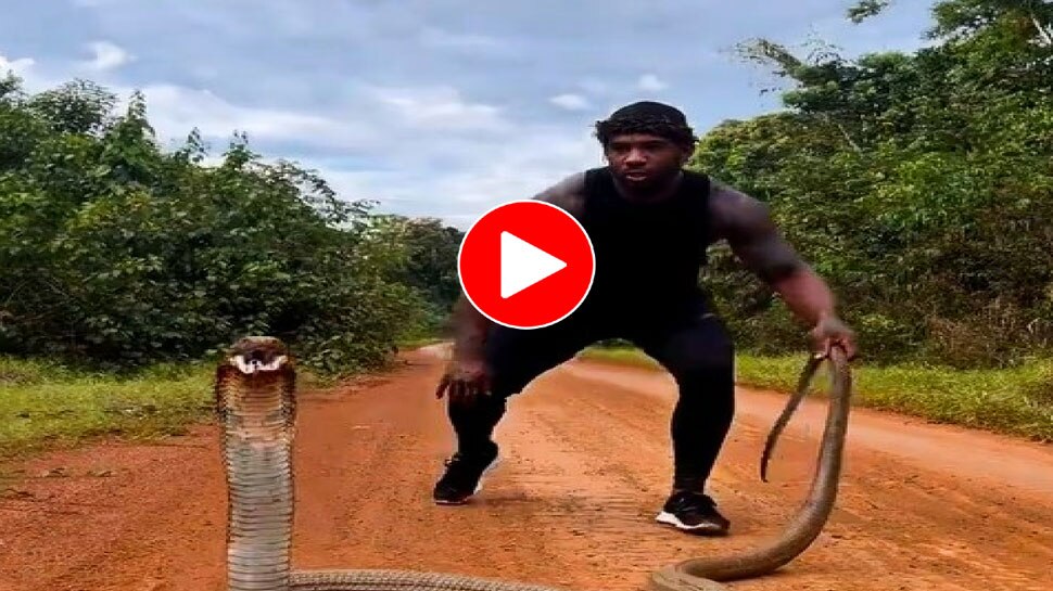Viral video king cobra video google trending man playing with dangerous ...