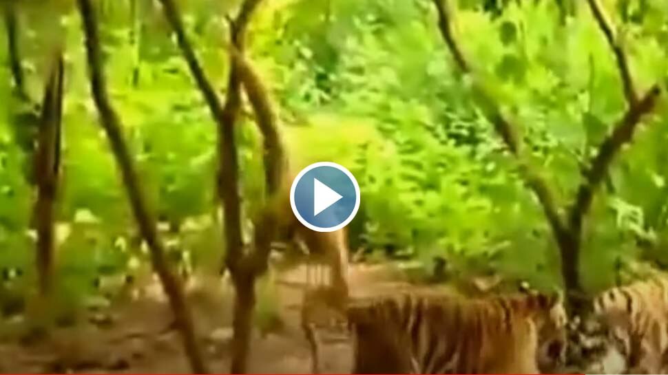 Viral Video hilarious tiger vs monkey video goes trending and monkey ...