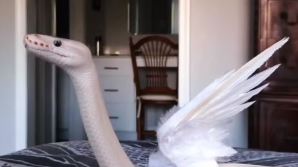 Viral Video ball python with wings amuses netizens video goes trending ...