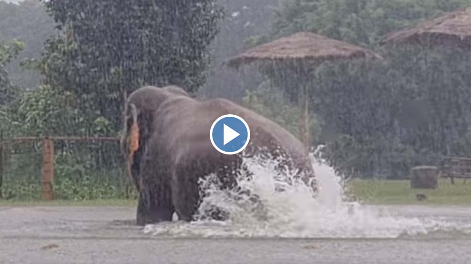 viral video elephant dances and playing with water in heavy rain viral ...