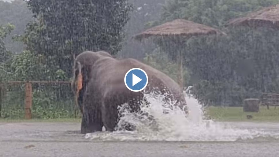 viral video elephant dances and playing with water in heavy rain viral ...
