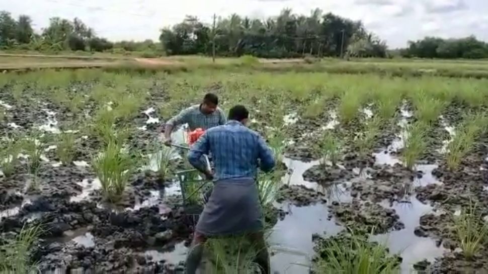 Kaippad Farming of Malabar got new direction with the invention of ...