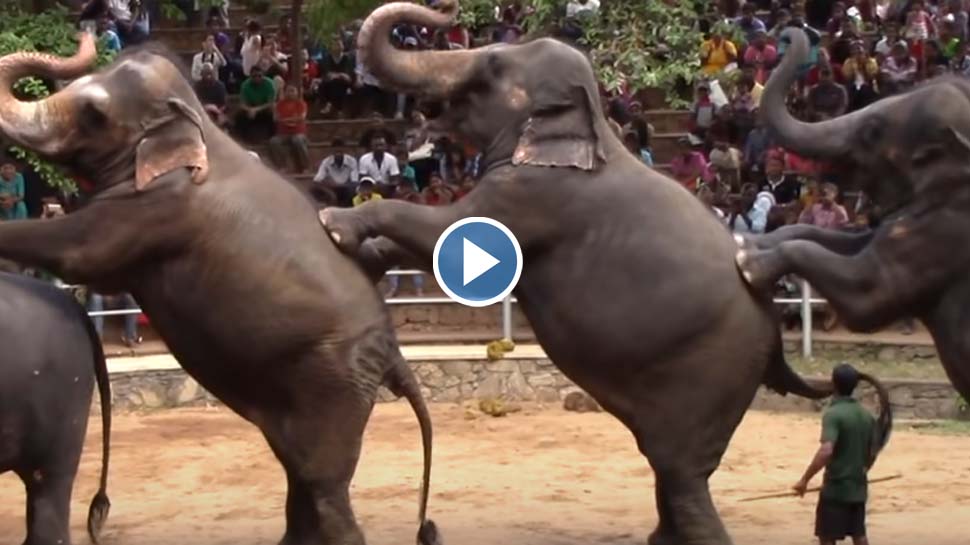 Viral Video Group Dance of elephant amuses netizens amazing dance done ...