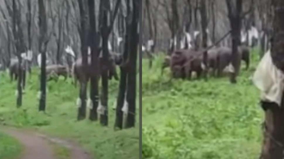 Wild Elephant Attack Forest department to deply kumki elephants from ...