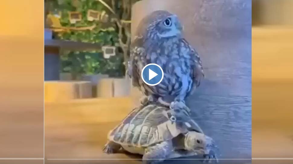 Viral Video owl and tortoise friendship video viral owl traveling on ...