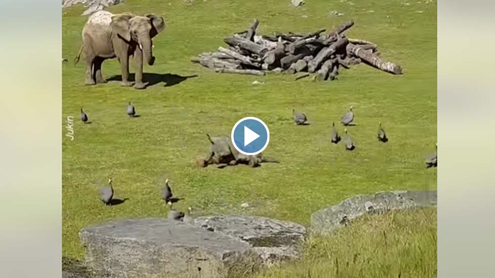 Viral Video baby elephant frightening hens amazes netizens and what ...