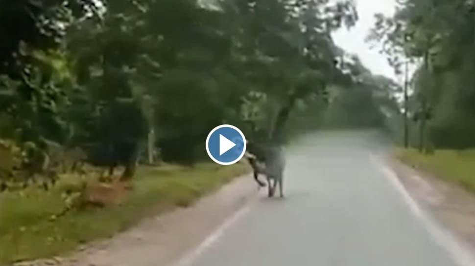 Viral VIdeo Bull frightening tiger video tiger afraid of bull and ...