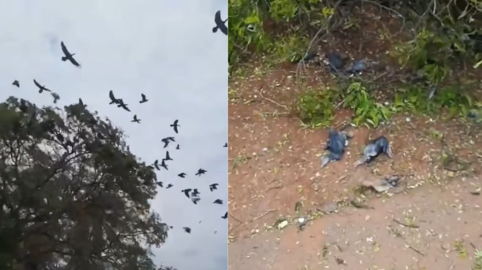 Viral Video Heart Breaking Birds Dying While Cutting Tree | ദേശീയ പാത ...