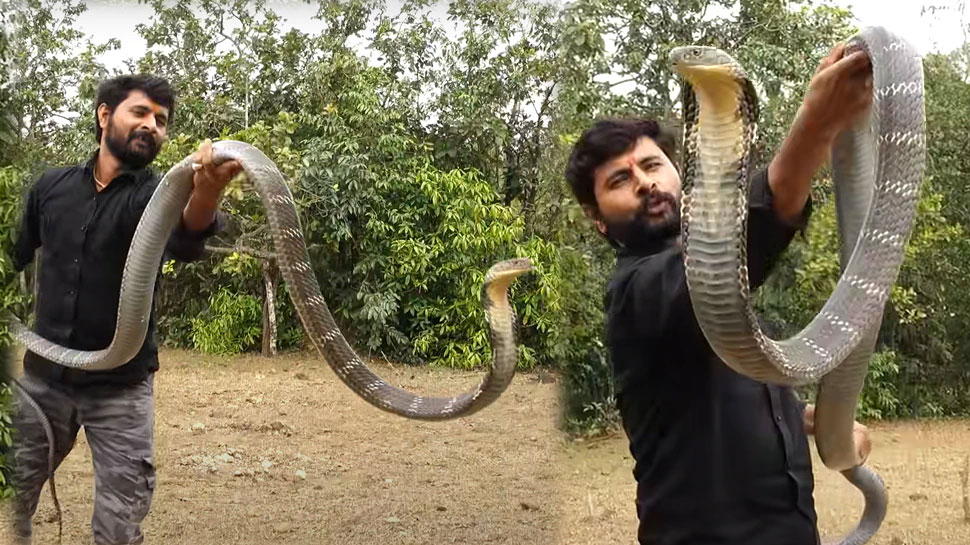 Viral video King Cobra video google trending video man trying to play ...