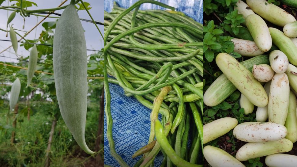 Sulabha community provide vegetables for Onam market | Onam 2022 ...