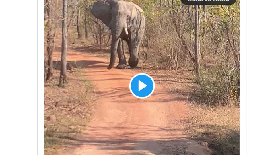 Viral Video elephant angrily jumping towards a jeep frightening ...