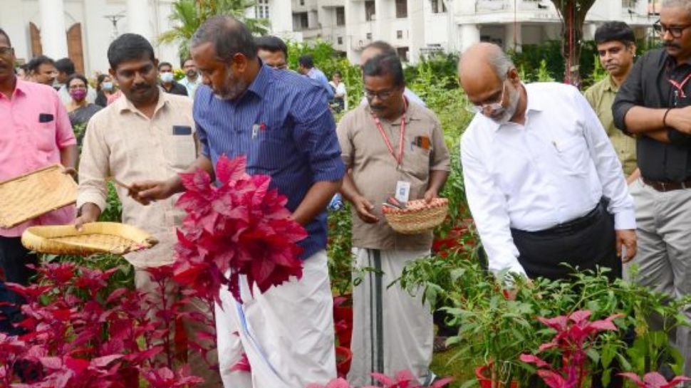 Onam 2022 Organic vegetables for Onasadhya vegetable harvest in ...