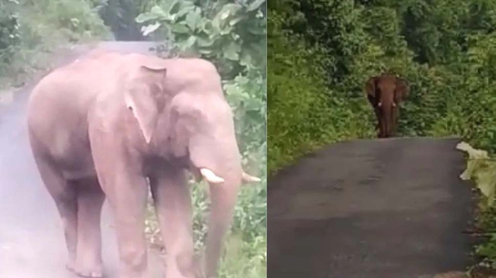 Wild Elephant Attack in thrissur palappilli kumki elepahnts reached ...