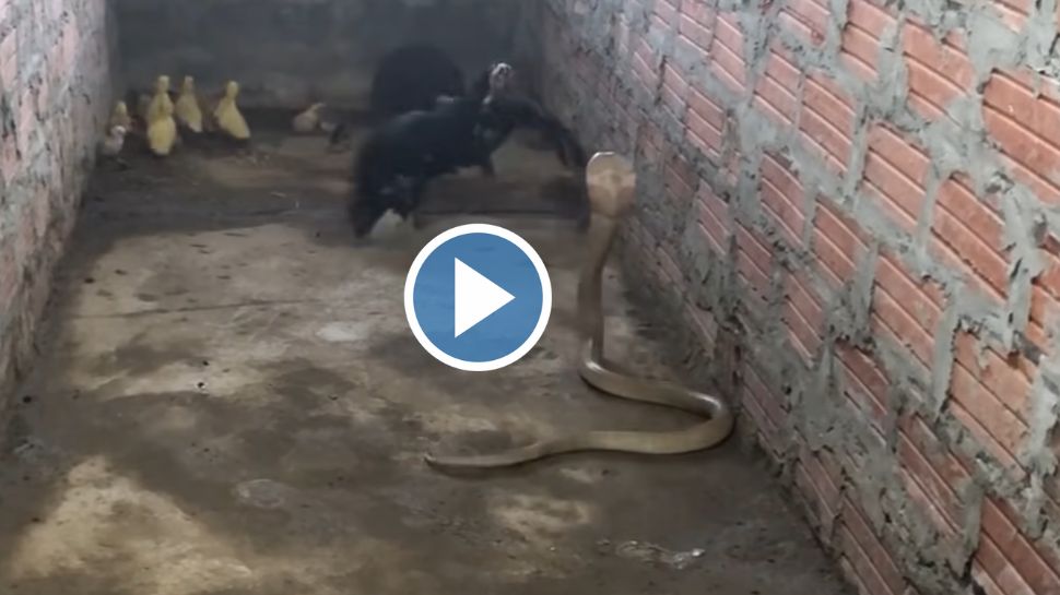 Viral Video mother Hean Protecting their kids From Dangerous King Cobra ...