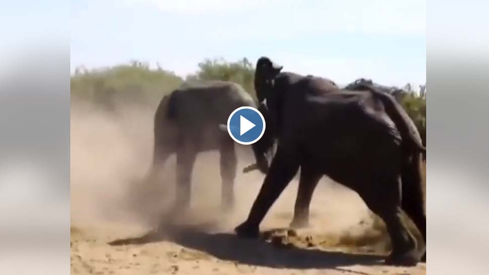 Viral Video big fight between elephante video of fight between angry elephants scares netizens ...