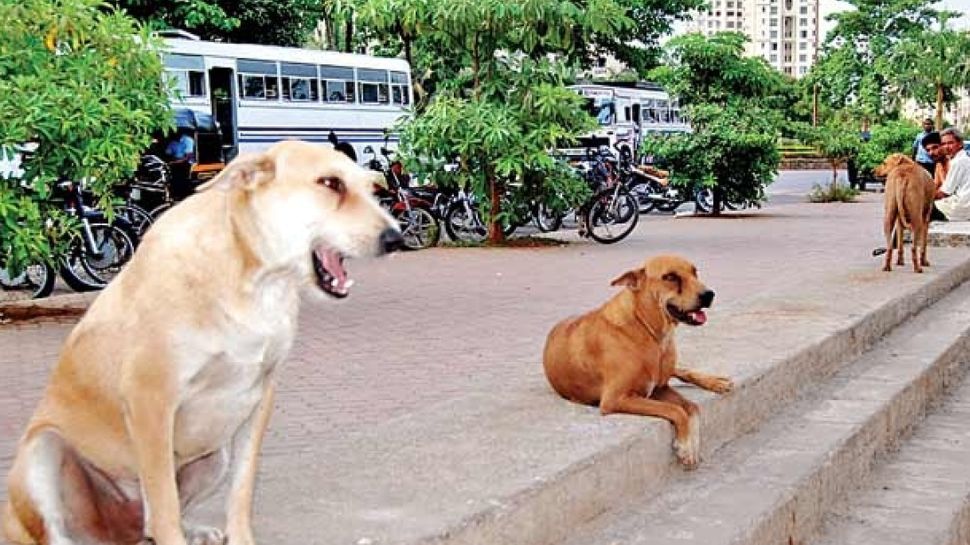Stray dog attack in Palakkad Pattambi Vilayur the young man was ...