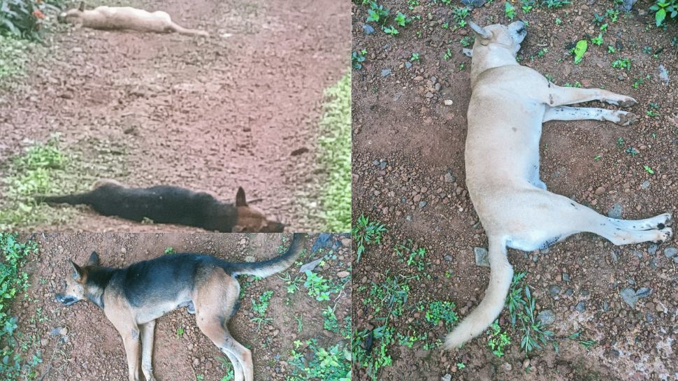 Stray dogs attacks in Kerala Stray dogs died in Kottayam suspected that ...
