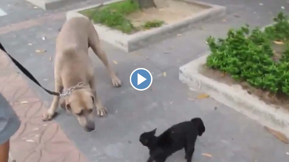 Viral Video cat attacking dog video went viral cat resqueing kids from ...