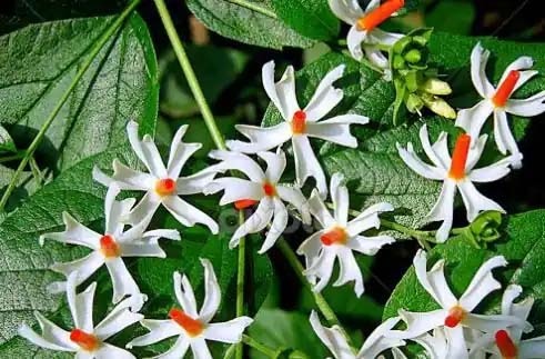 This plant at home bring money and prosperity at your house Night ...
