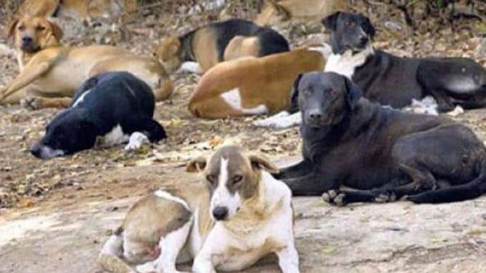 കണ്ണൂരില്‍ മറ്റൊരു പശുവിനുകൂടി പേവിഷബാധ സ്ഥിരീകരിച്ചു; ആരോഗ്യവകുപ്പ് ...