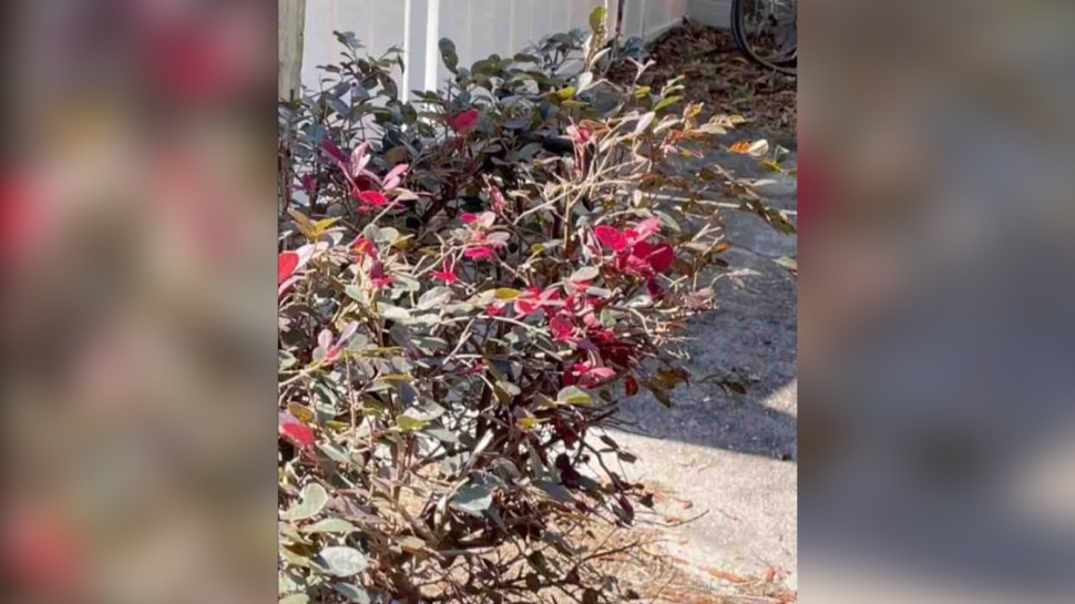 Optical Illusion test find the Hidden Snake in the Bushes within 11 ...