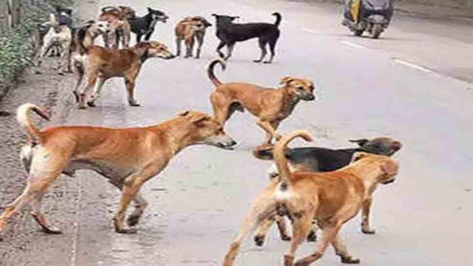 Stray Dog Crisis in Kerala Local Self Government Joint Hands With ...
